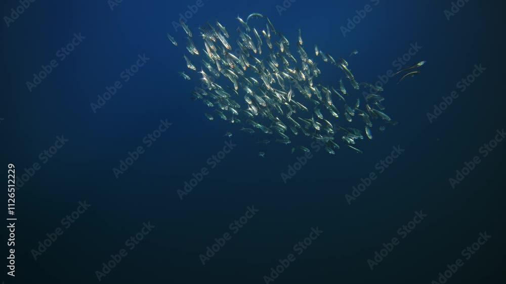 Underwater footage of South Africa. Amazing fish bait ball sardine ...