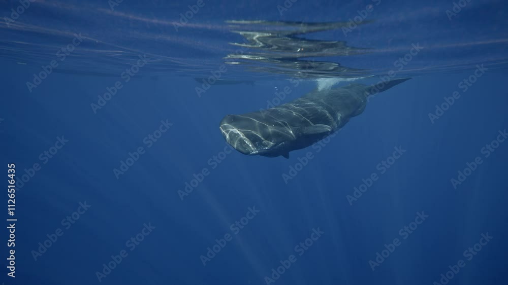 Sperm whale swim. Huge whale dive under surface. Underwater footage ...