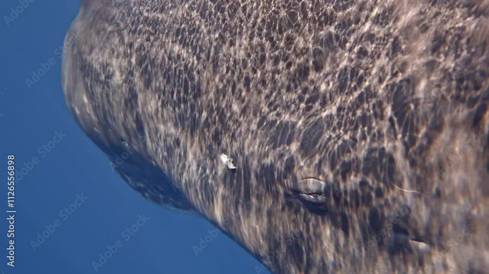 Closeup eye muzzle of Sperm whale swim. Huge whale dive under surface ...