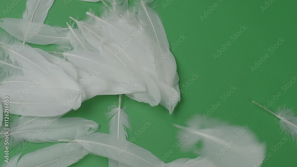 Feather movement on a green screen. Feathers moving float and fly in ...