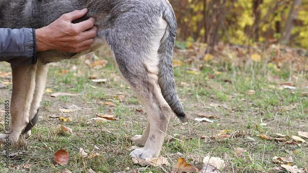 A man scratches the dog's belly.The dog trustingly exposes its belly to ...