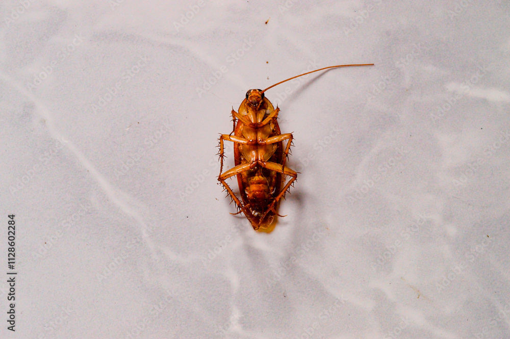 Foto de Cockroaches about 30 species of cockroaches out of 4,600 ...