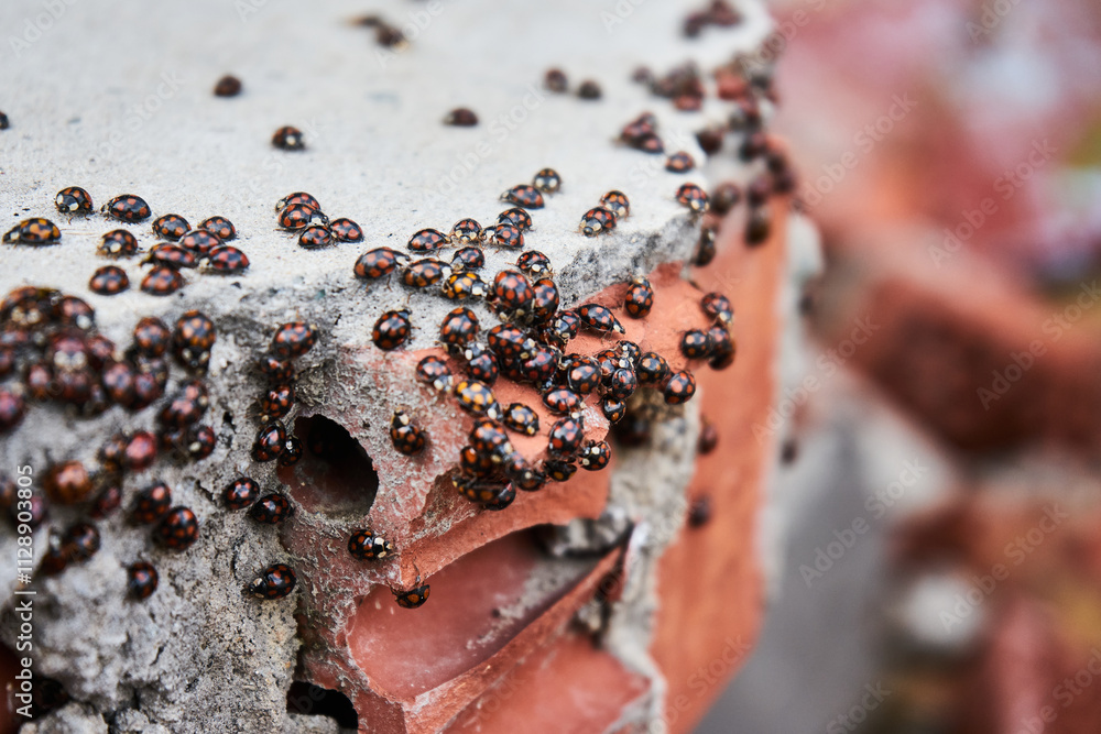 ladybug insect invasion. A lot of coccinellids, infestation of beetles ...