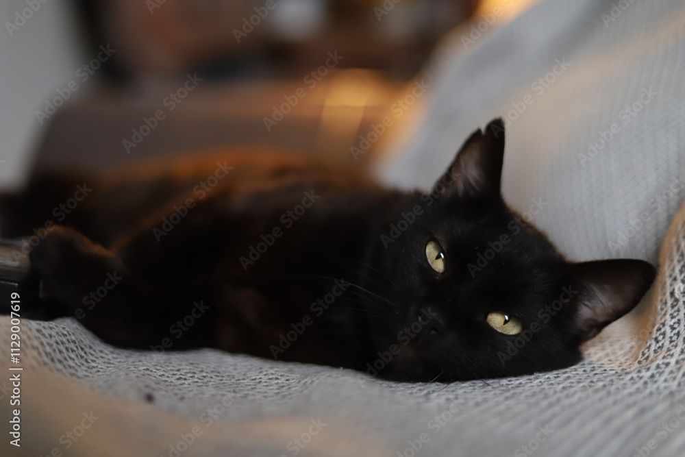 Black cat. Playful cat with green eyes. Black cat looks like a panther ...