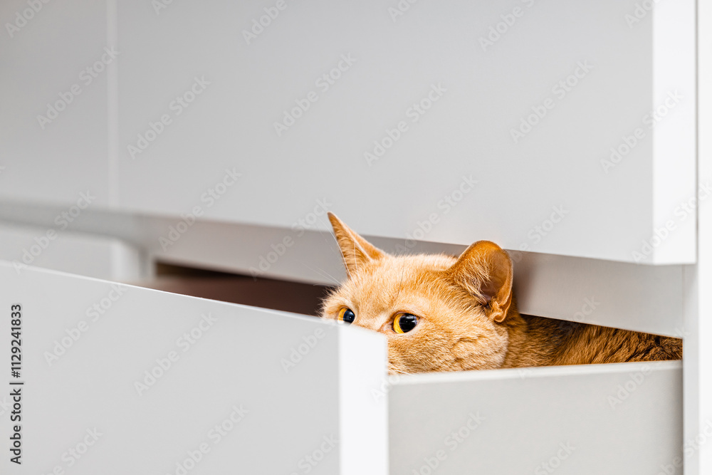 ginger domestic cat hiding in dresser drawer. cat peeking out of closet ...