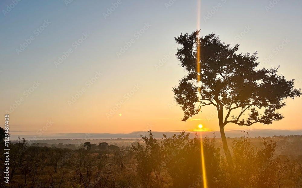 Sunrise on African Bush with Desert Tree Silhouette and Sun Glare ...
