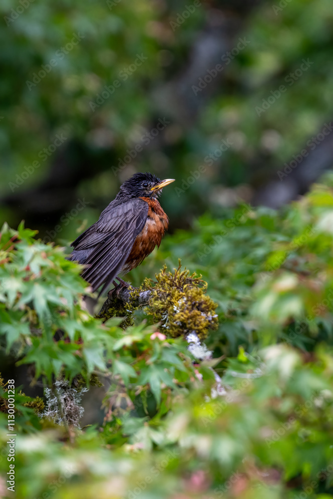 Poster Young fledgling American Robin perched on a maple tree branch in ...