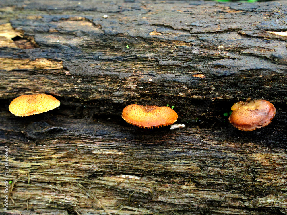 Fungi are one of the most mysterious creatures in nature. There are hundreds of thousands of ...