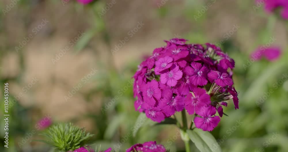 Dianthus Barbatus.Pink flowers of Dianthus barbatus or the sweet ...