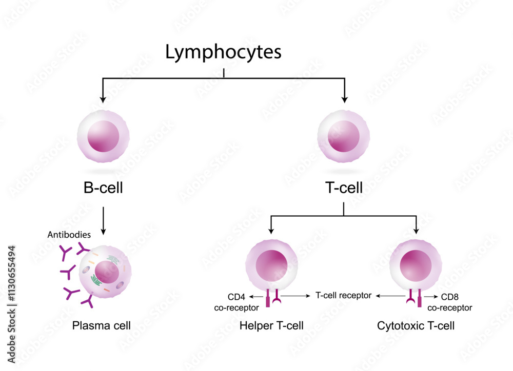 Types of Lymphocytes, adaptive immune system, cytotoxic and Helper t ...