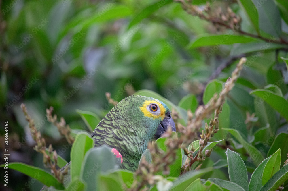 Amazona aestiva, commonly known as papagaio-verdadeiro, is a bird from ...