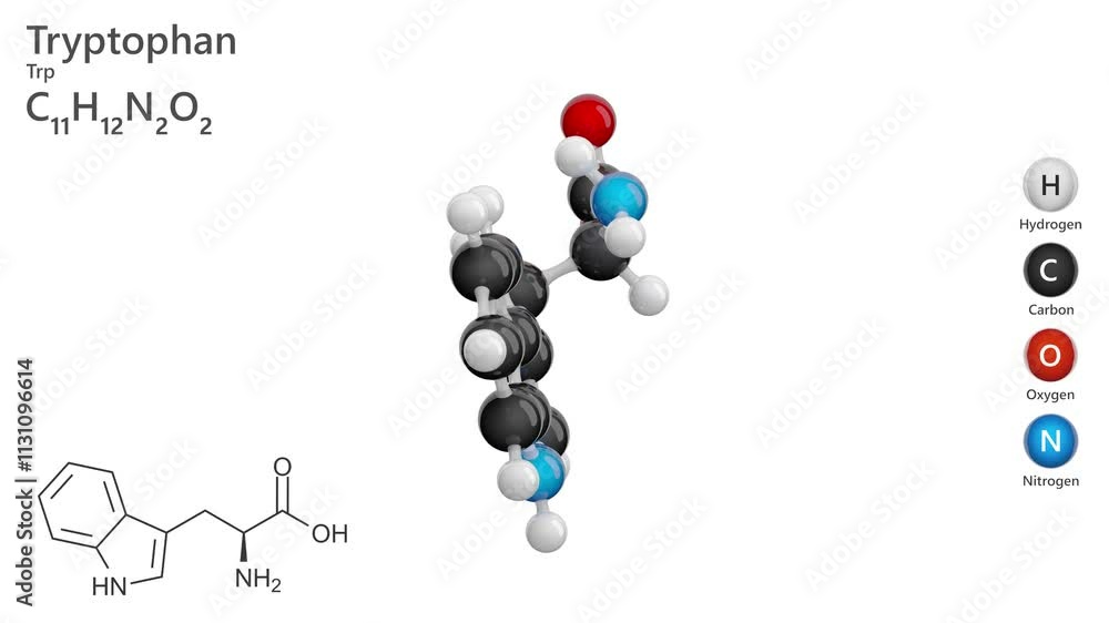 Tryptophan (Trp or W). Essential amino acid. Animated 3D model of a ...