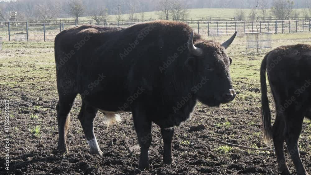A side view of a żubroń, a hybrid of a European bison and domestic ...