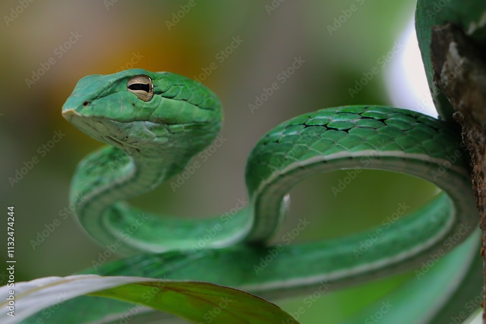 Ahaetulla prasina is a species of snake in the family Colubridae native ...