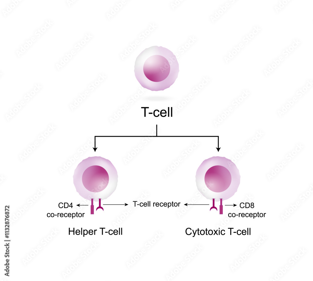 T Cell, CD4+ helper T cell and CD8+ cytotoxic T cell, CD Antigen Types ...