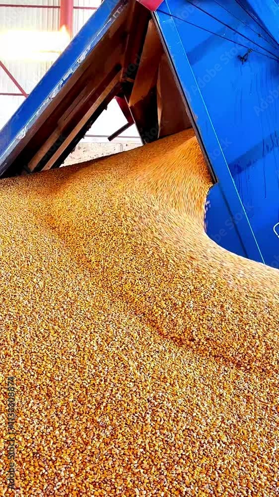 Unloading corn from a dump truck onto the floor of a closed warehouse ...