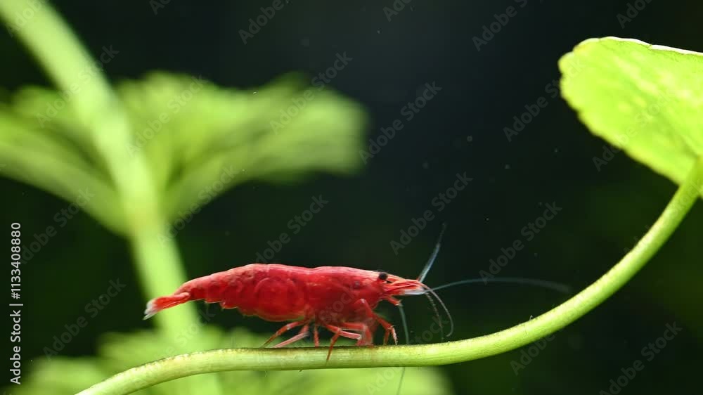 Close up of a lively red cherry shrimp, crawling on the aquatic plant ...