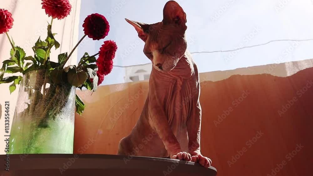 Hairless Sphynx cat sniffing red flowers in green vase. A bouquet of dahlias at home. Sphinx ...