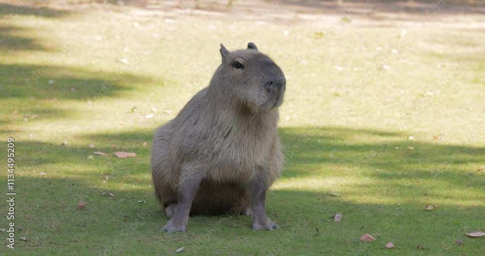 Capybara or greater capybara (Hydrochoerus hydrochaeris) is a giant ...