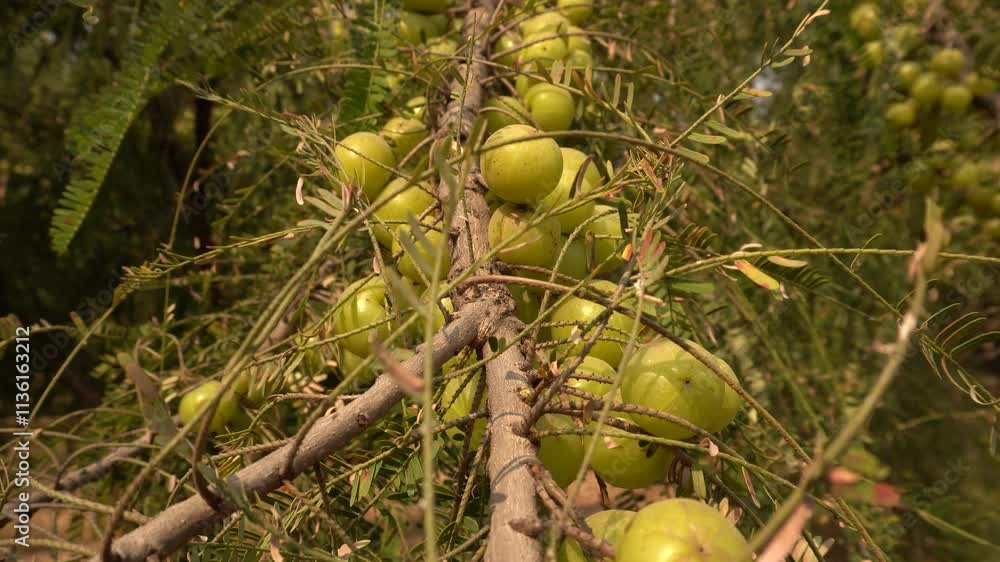 A stunning 4K video of an Indian Gooseberry tree (Phyllanthus emblica ...
