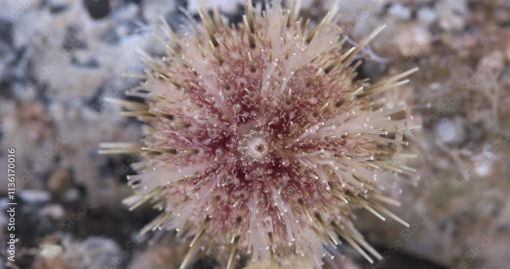 Sea urchin strongylocentrotus pallidus close-up, phylum Echinodermata ...