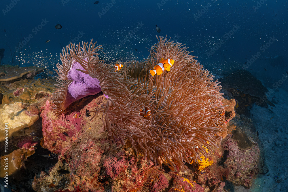 Real clownfish and sea anemone underwater photography marine biology in ...