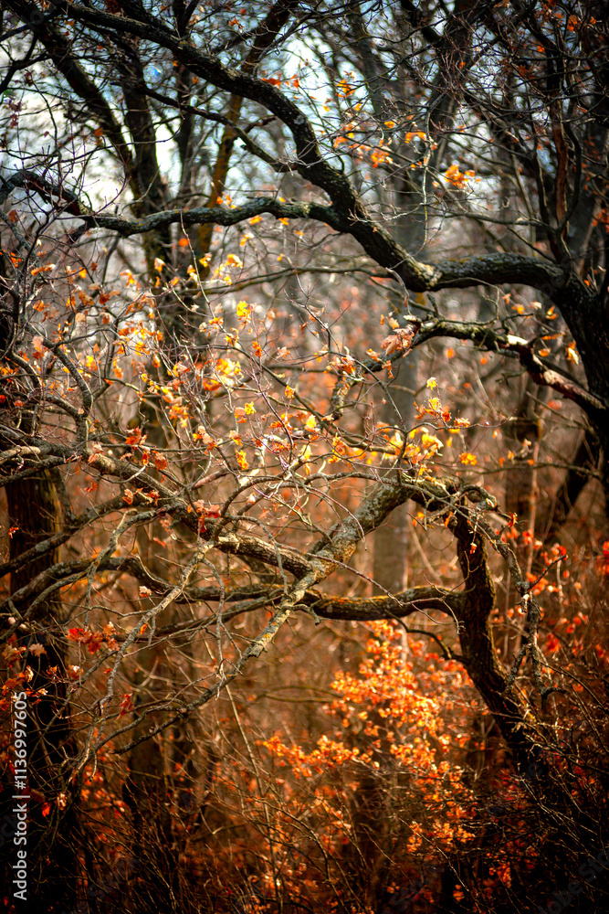 Beautiful landscape in the autumn forest , yellow and orange leaves ...