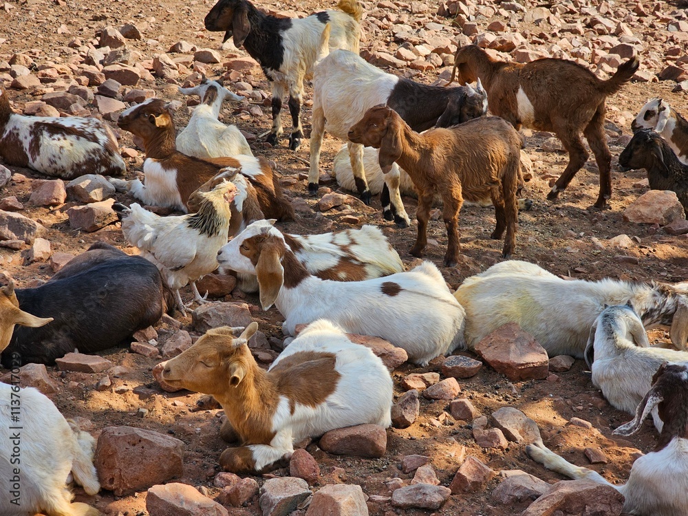 Goats and chickens resting together on the rocky ground in a ...