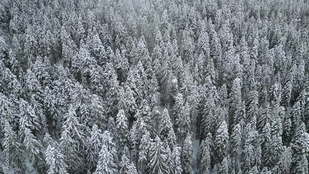 Drone side flight over snowy dense coniferous forest, huge fir trees stand covered with snow on ...