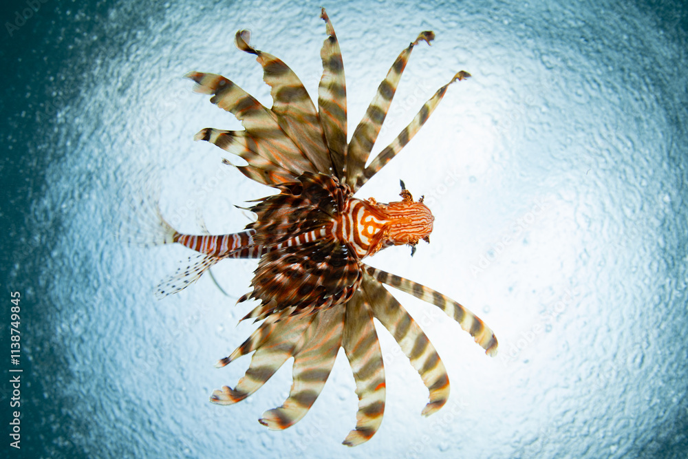 A lionfish, Pterois volitans, swims just under the sea's surface near ...