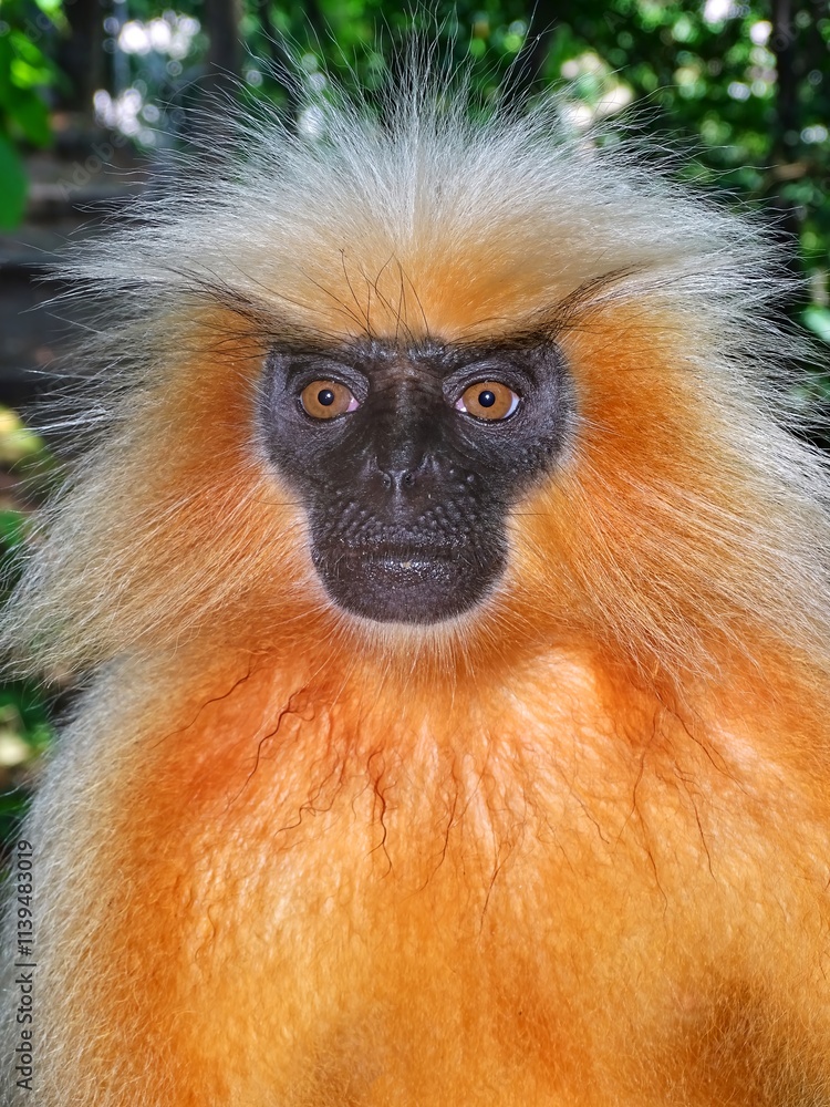Gee's golden langur, Trachypithecus geei, Assam, India. found in a ...