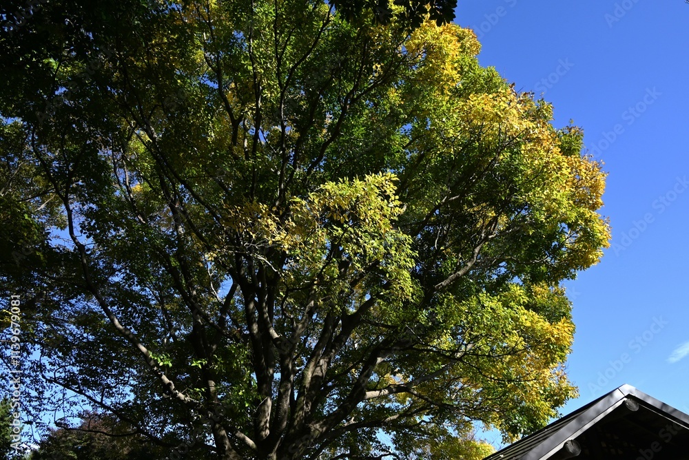Chinese hackberry tree ( Celtis sinensis ) yellow leaves. Cannabaceae ...