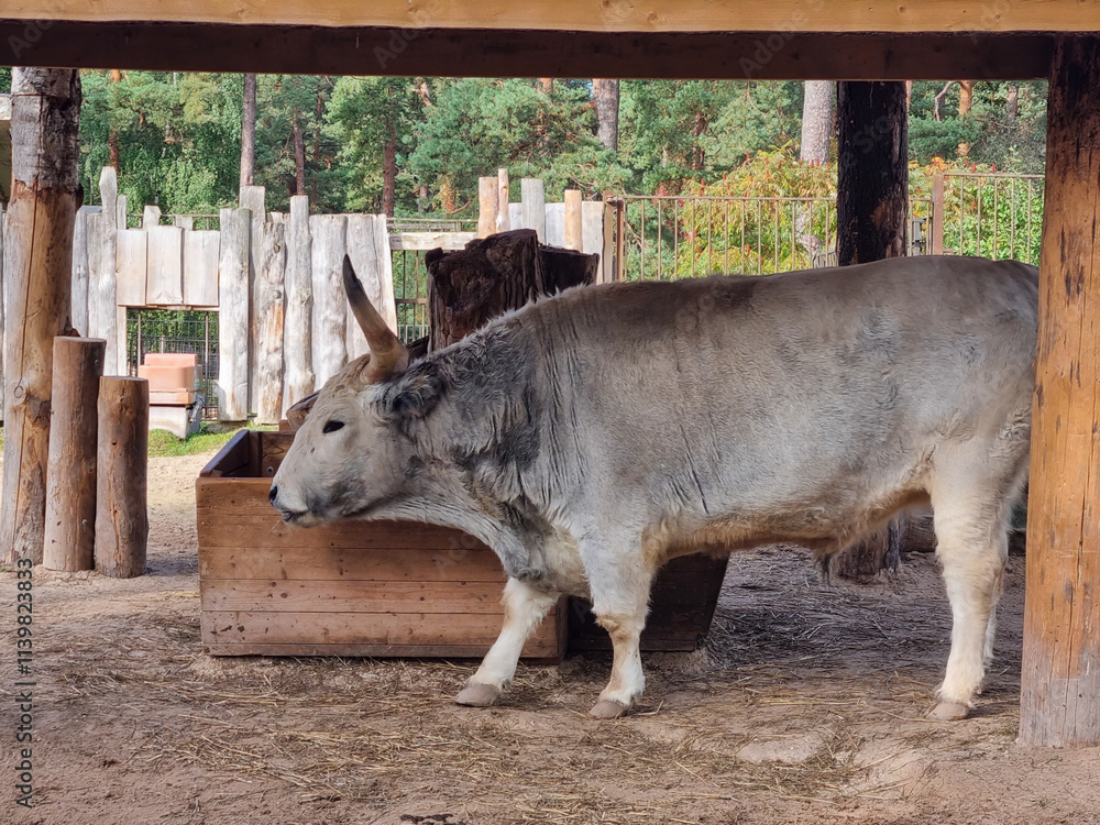 Boskarin cattle living in the enclosure. Exotic zoo inhabitants at the ...