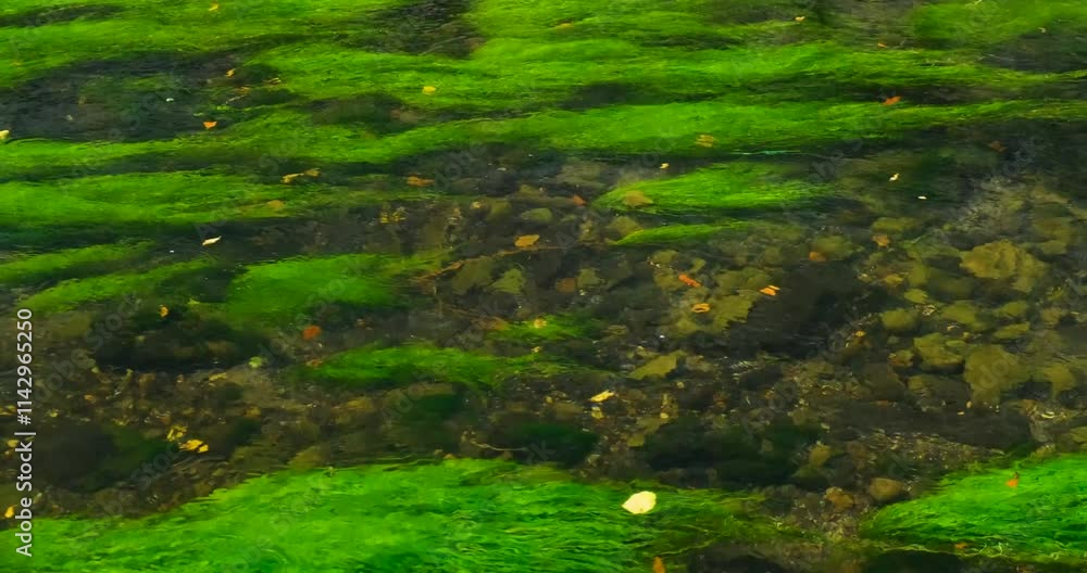 A river with a fast flow, flowing water and a transparency through ...