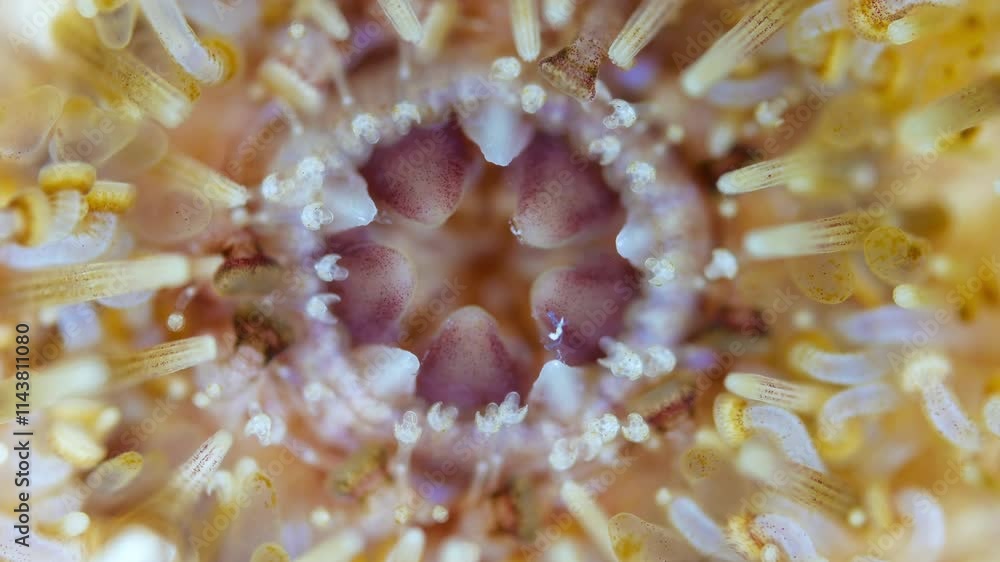 Oral side of sea urchin strongylocentrotus pallidus under a microscope ...