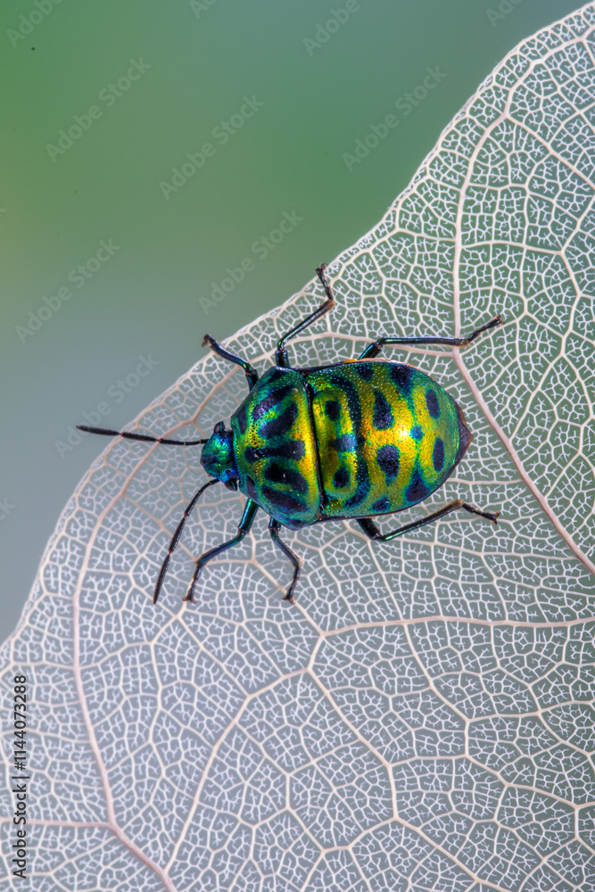 Scutelleridae is a family of true bugs. They are commonly known as ...