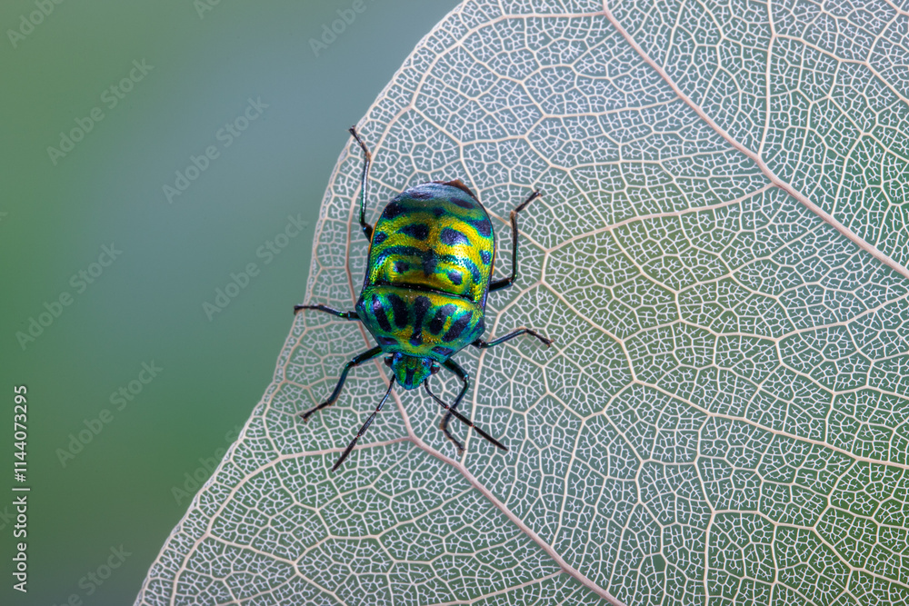 Scutelleridae is a family of true bugs. They are commonly known as ...