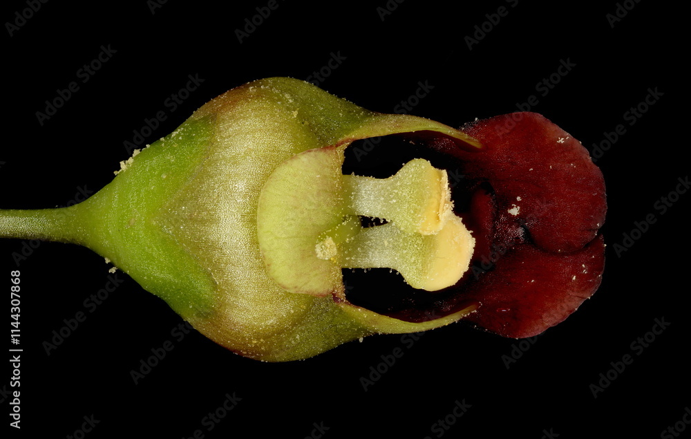 Poster Common Figwort (Scrophularia nodosa). Flower Closeup – Wall Art ...