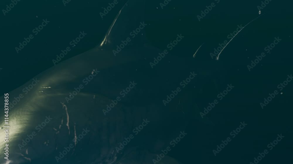 Shark swimming under water or a close-up shot highlights the big shark ...