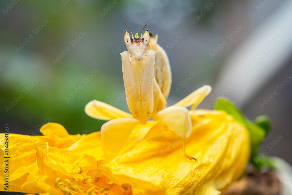 Hymenopus coronatus is a mantis from the tropical forests of Southeast ...