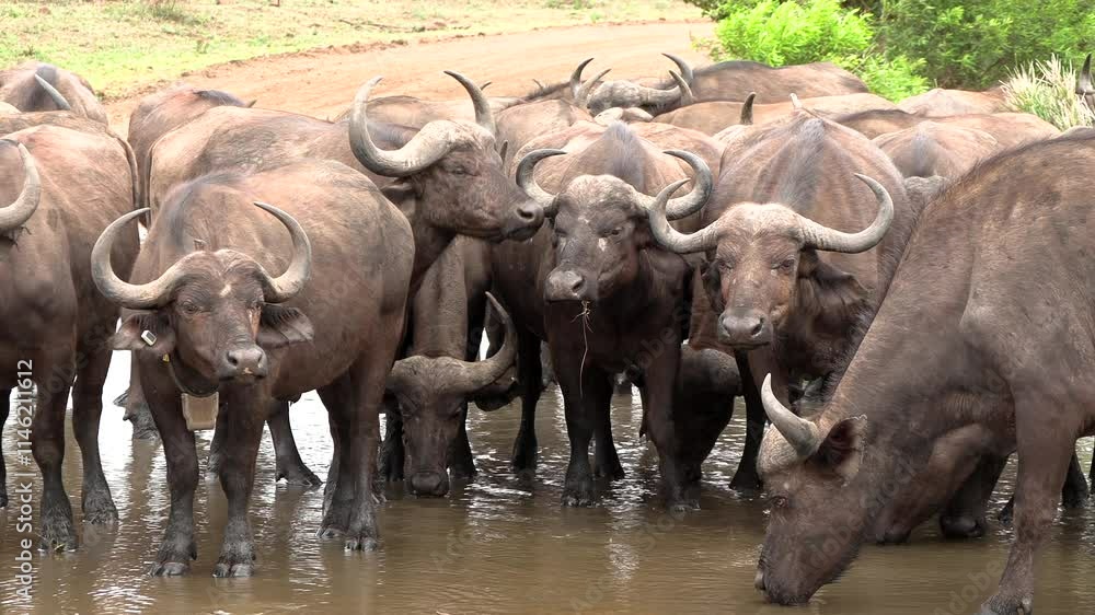A large herd of Thirsty African Cape buffalo drinking water, one of them with a tracking collar ...