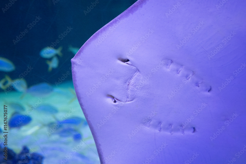 stingray seen from below showing its mouth at the bottom of the sea ...