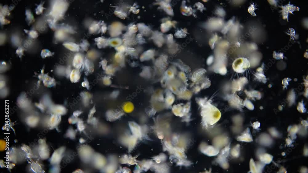 Zooplankton and plankton White Sea under microscope. Various types of ...