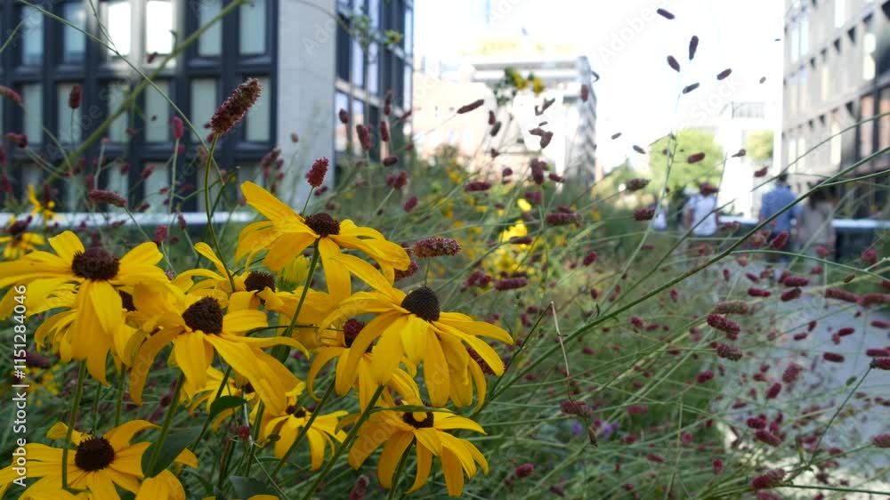 New York City High Line elevated greenway, Manhattan Midtown, USA ...