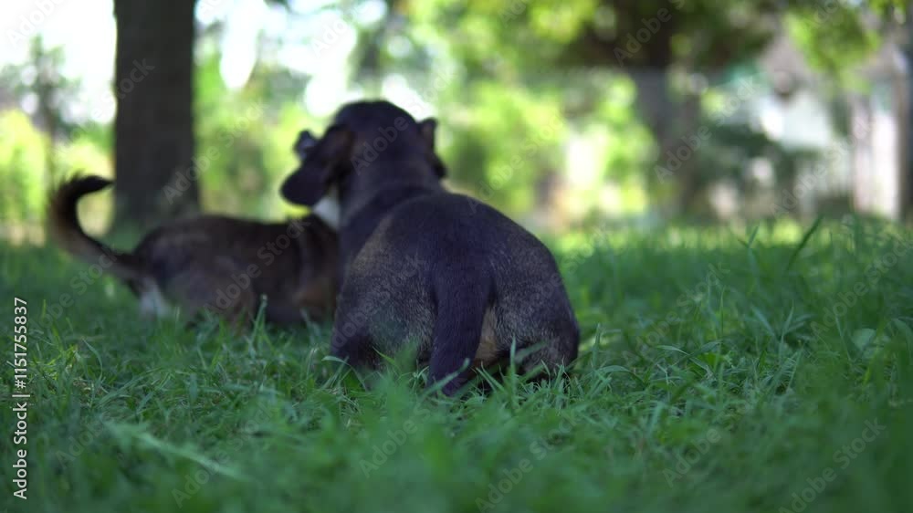 Two happy dogs playing on a green lawn, showcasing friendship and fun ...