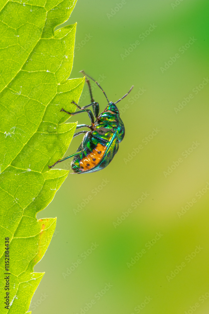Scutelleridae is a family of true bugs. They are commonly known as ...