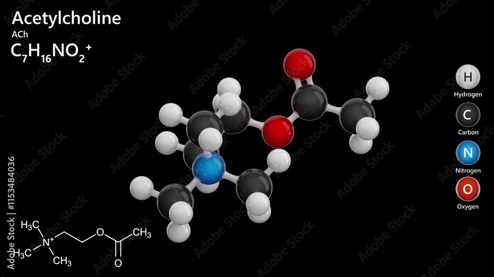 Acetylcholine. Neurotransmitter. Animated 3D model of a molecule ...