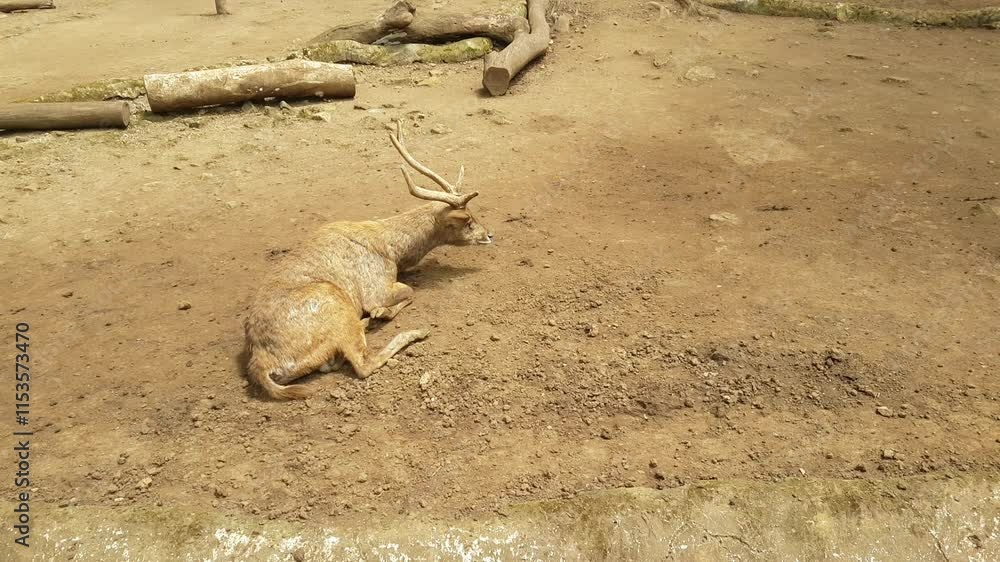 Rusa Timor or Rusa timorensis also known Java deer is a type of ...