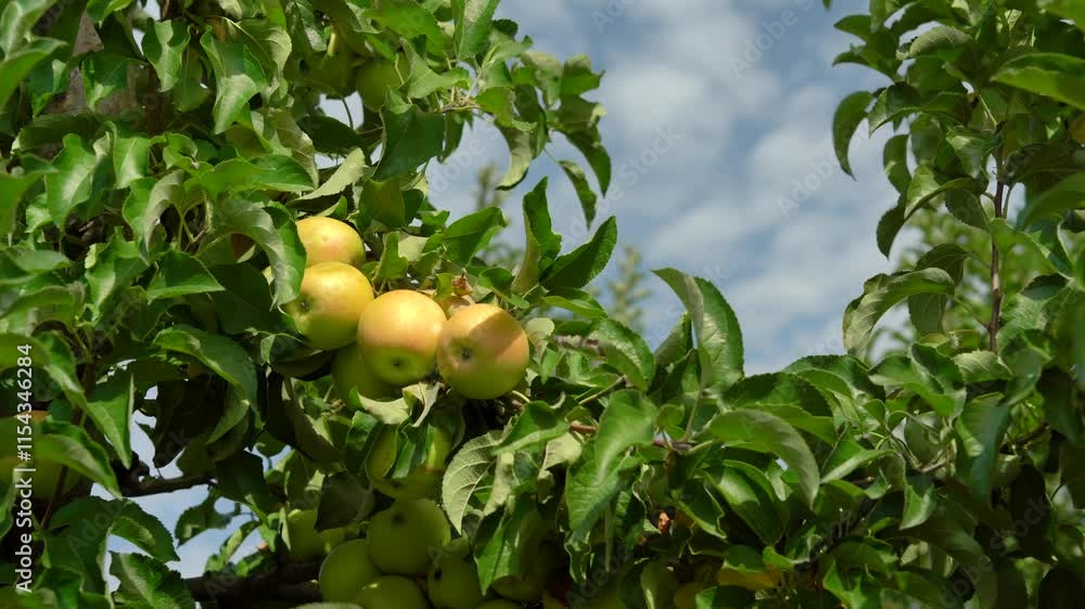 Green branches of apple tree with bountiful harvest of fruits in garden ...
