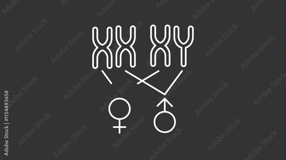 X and Y chromosome white line animation. Sex determination animated ...